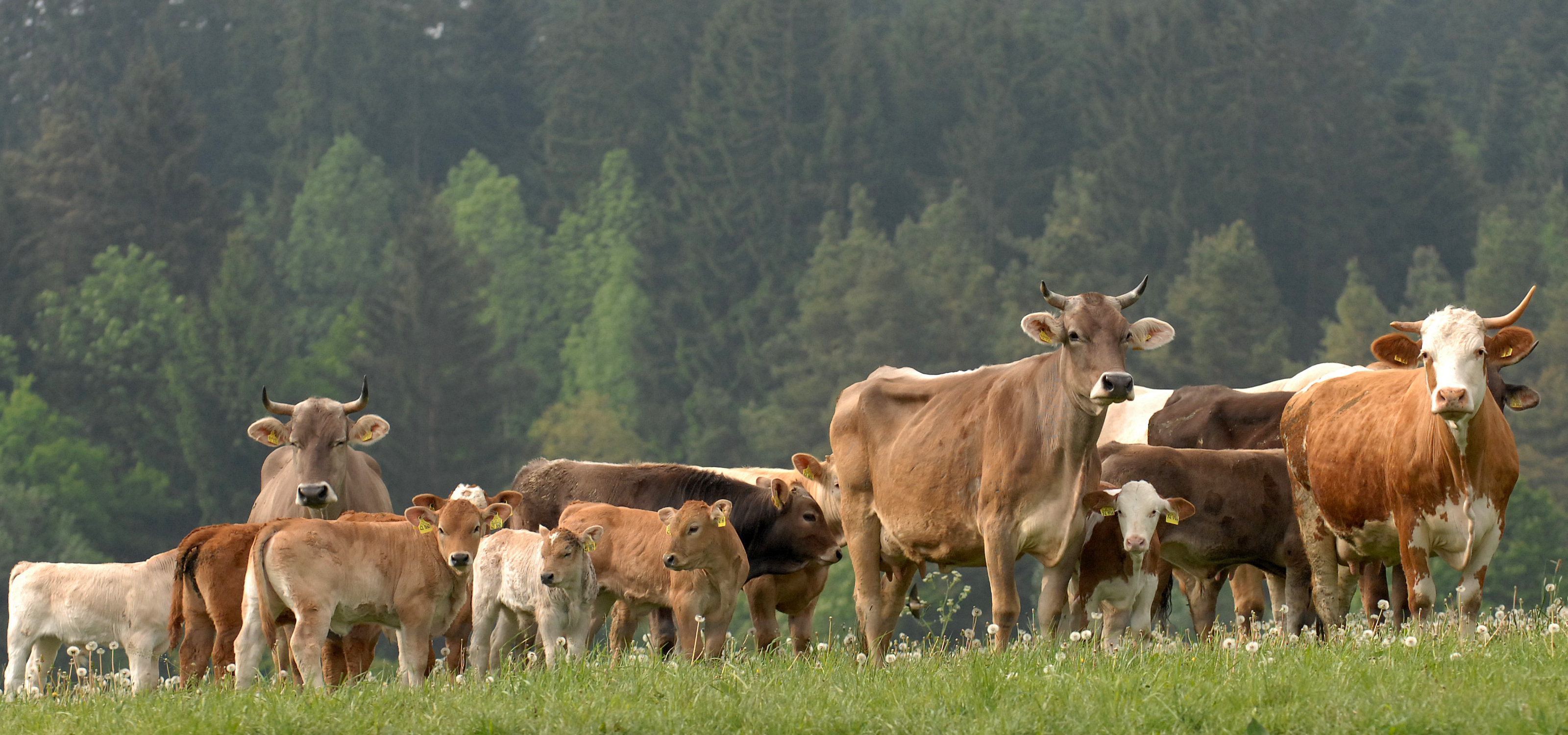 Schönberghof Rosenfeld - Tierhaltung